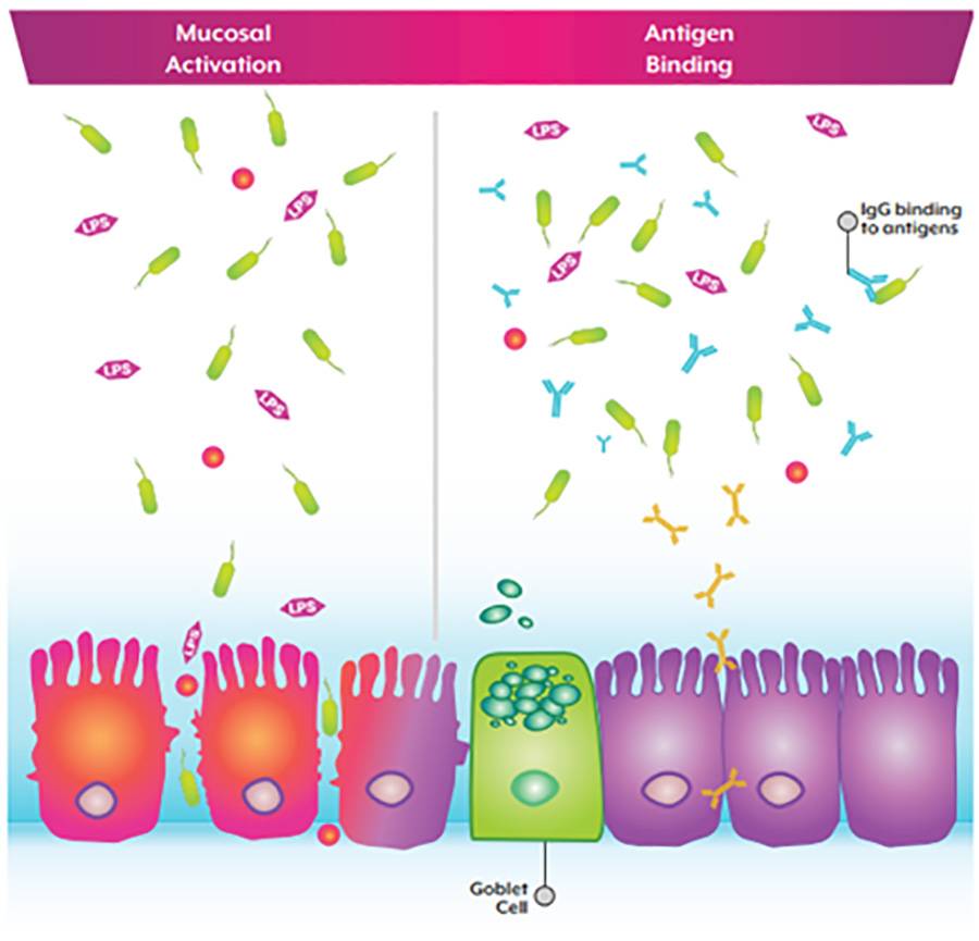 Mega IgG2000 - Benefits, Reviews, Discounts - Thyroid Loving Care